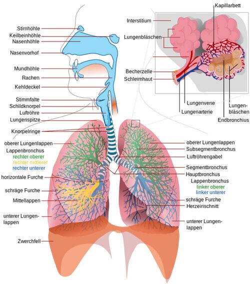 Atemrhythmus – Yogawiki
