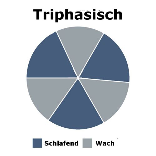 Polyphasischer Schlaf – Yogawiki